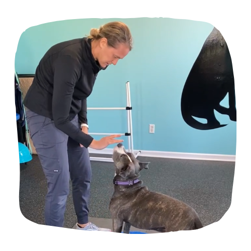 Physical Rehab | Veterinary Alternatives